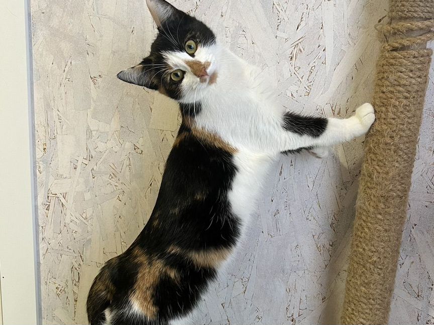 Кошка бесплатно (7мес)