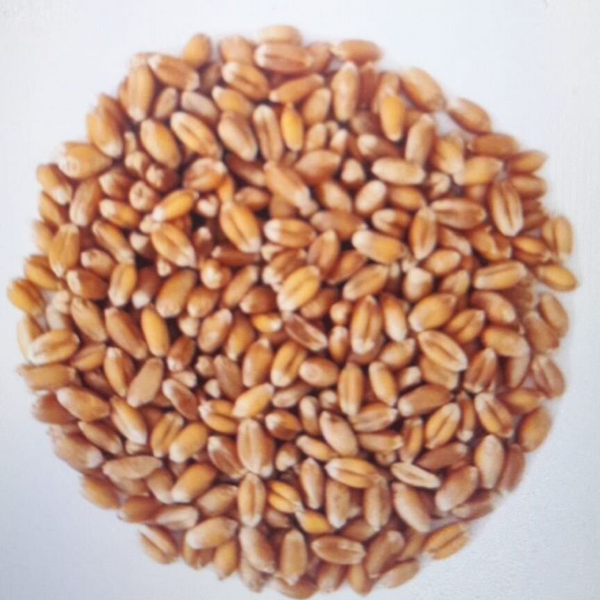 Пшеница. 15р