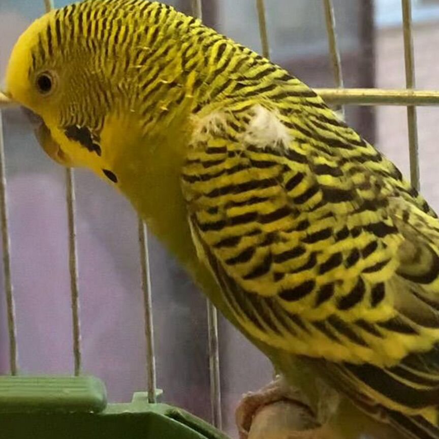 Волнистый попугай с клеткой