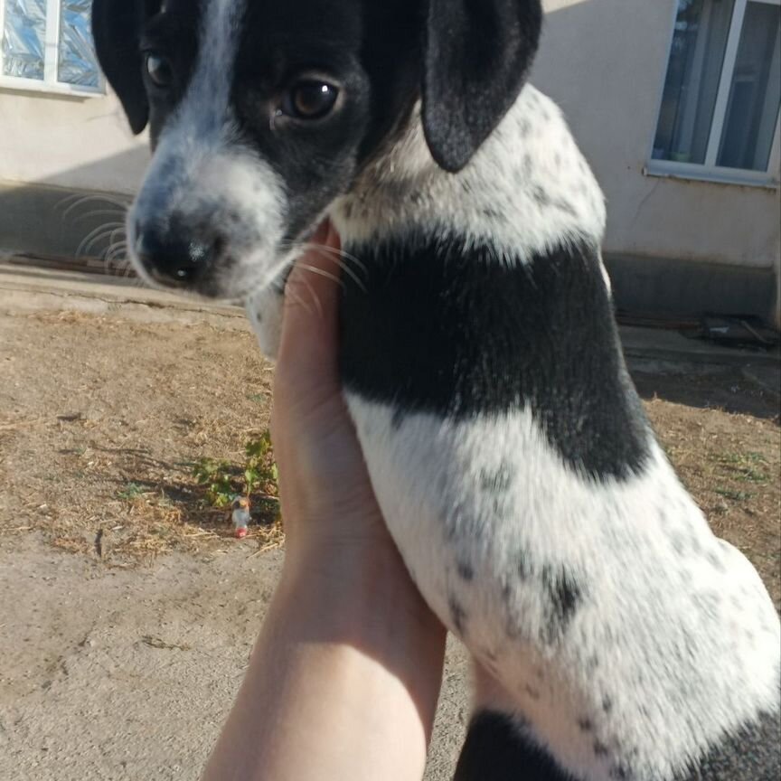 Щенки