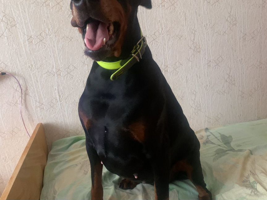 Продам собаку доберман