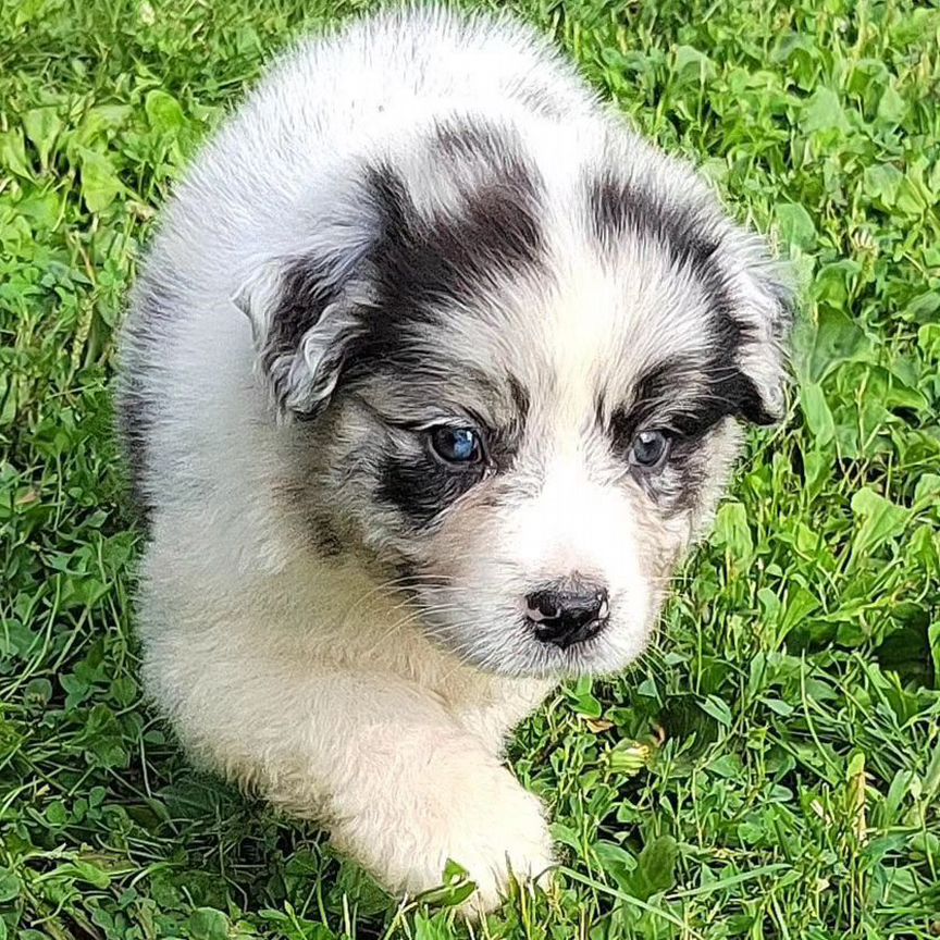 Кобель аусси голубой мрамор без подпала