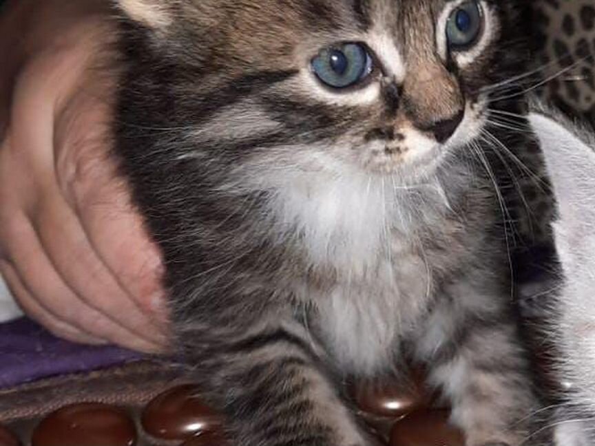 Котятки -чебурятки