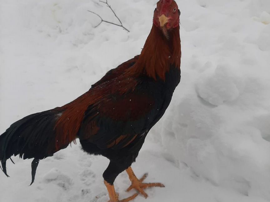 Бойцовые петухи