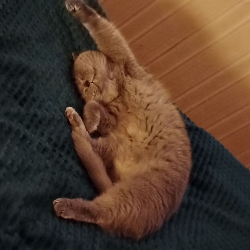 Британский короткошёрстный, взрослый кот