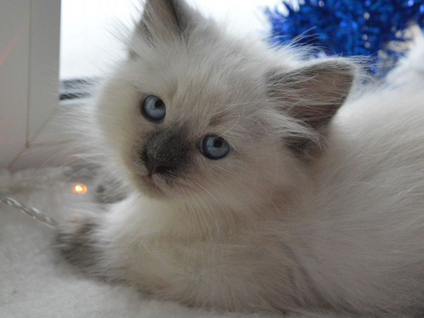 Невский котёнок 2 месяца