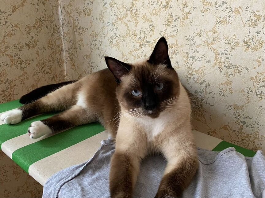 Котик в добрые руки