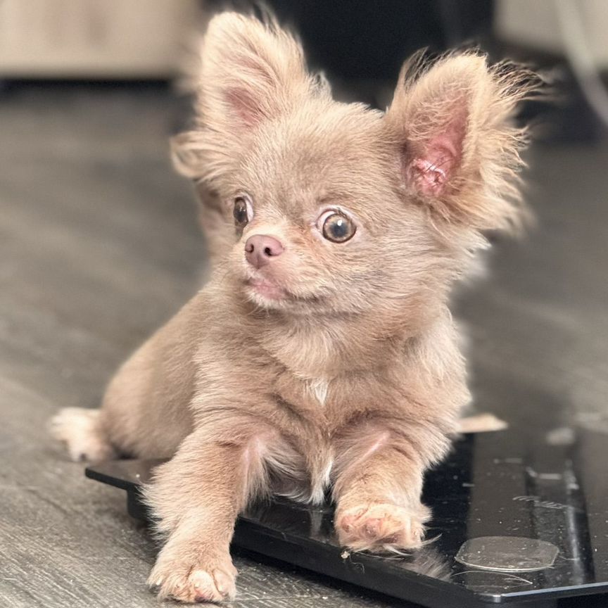 Шикарный лиловый мальчик чихуахуа