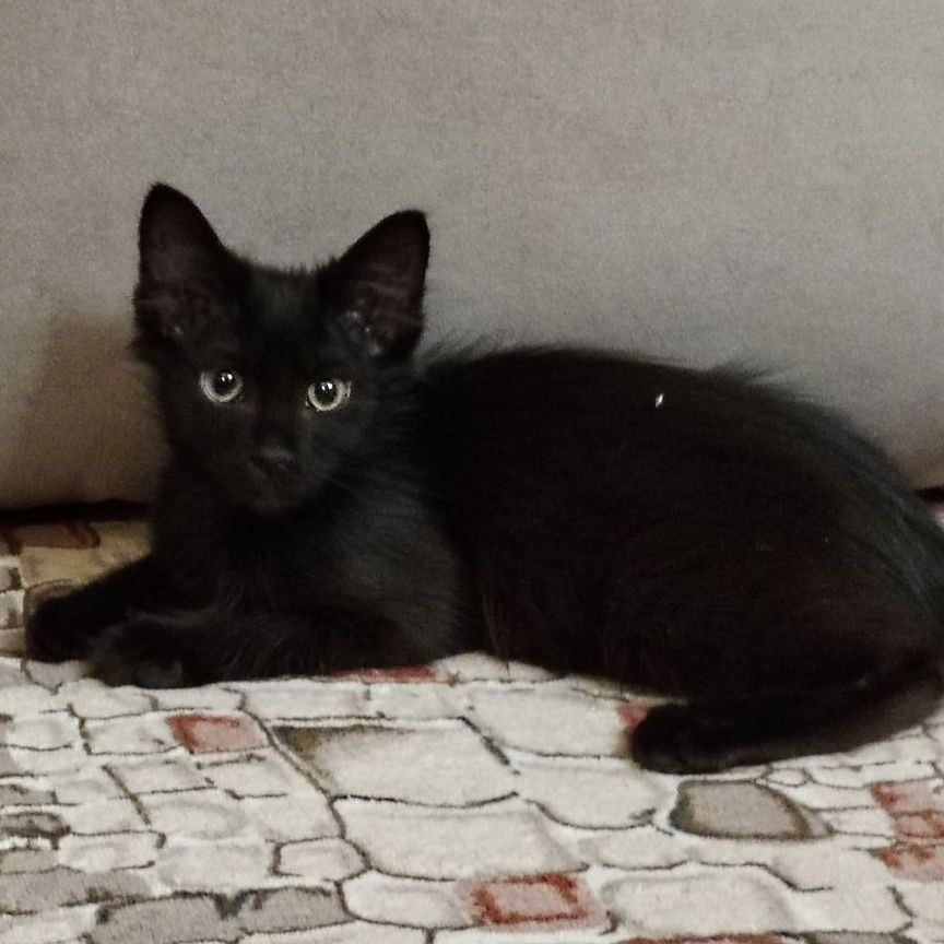 Кошечка ангорская