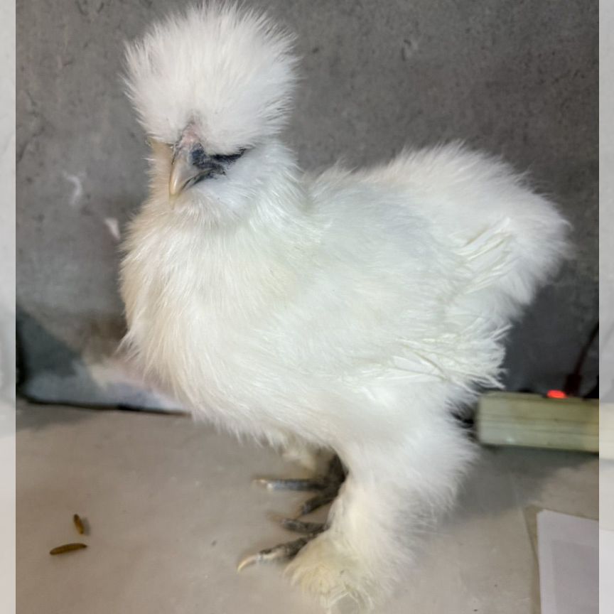 Куры породы китайская шелковая аборигены (кша)