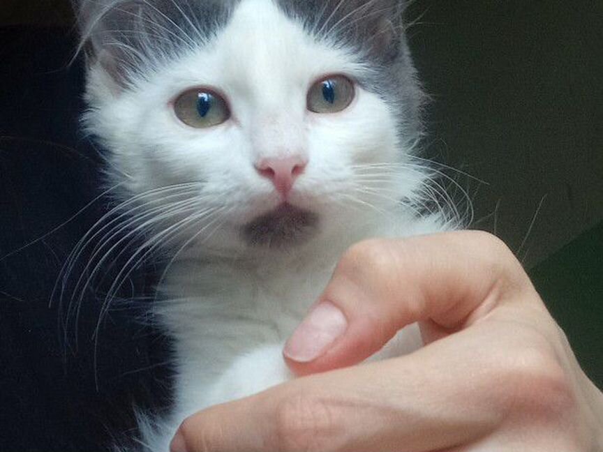 Котёнок- девочка в поисках дома