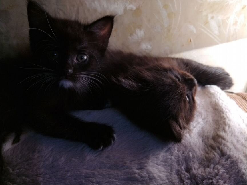 Котята в добрые руки бесплатно
