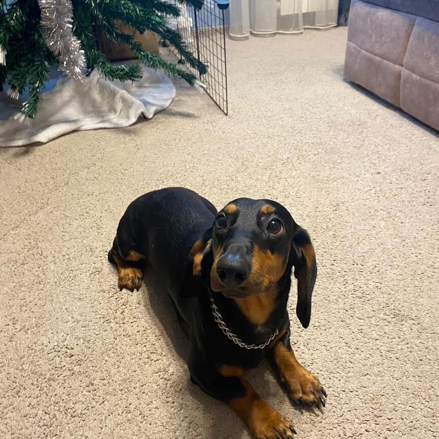 Такса, взрослая собака