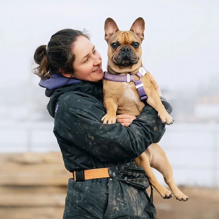 Ватсон французский бульдог из приюта бесплатно