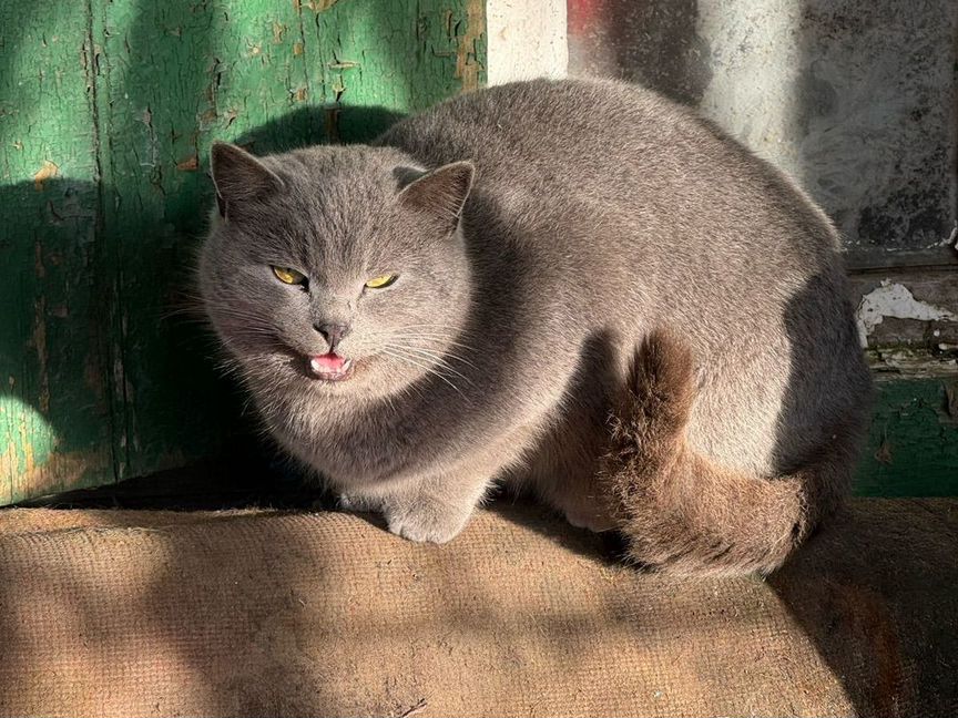 Кошка британка стерильна