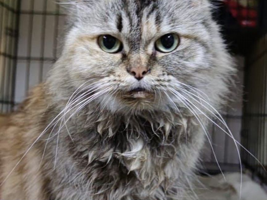 Умница, красавица Кошка