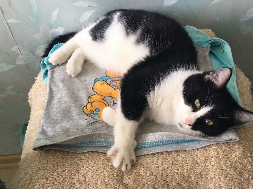 Котята в добрые руки бесплатно мальчик