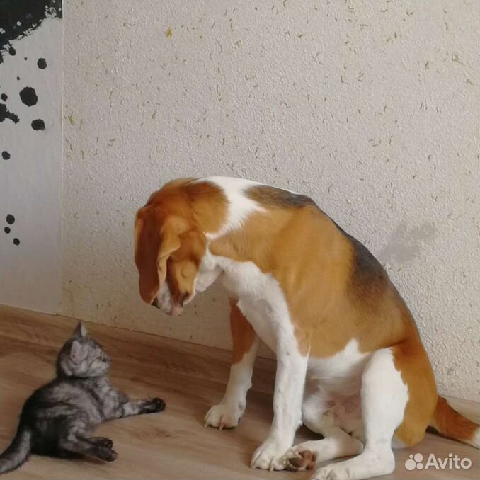 Бигль вязка