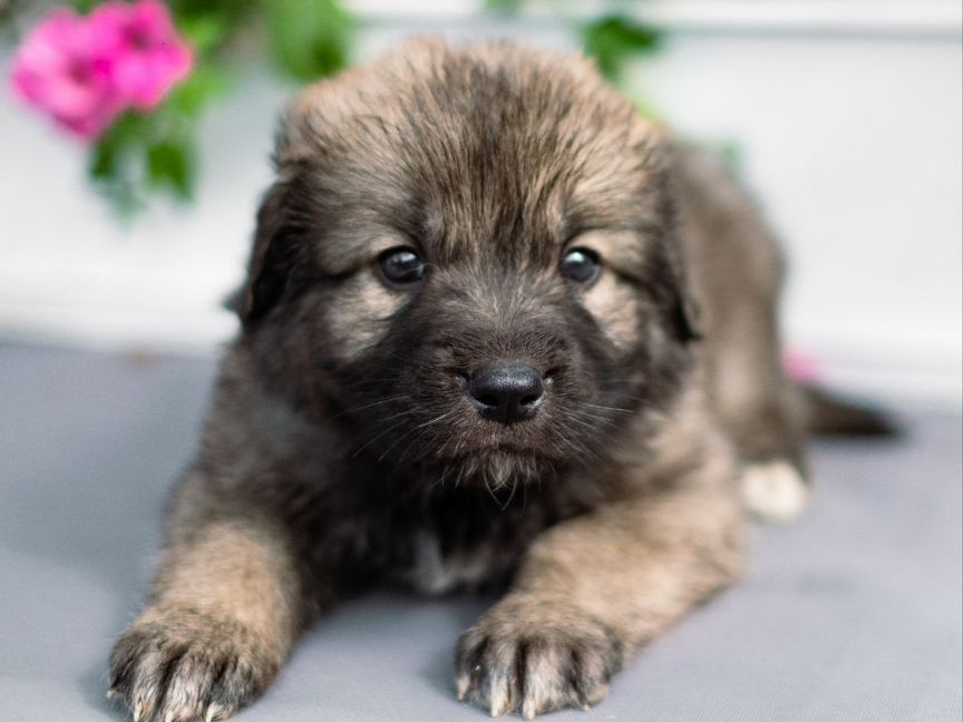 Классный щенок-мальчик в добрые руки