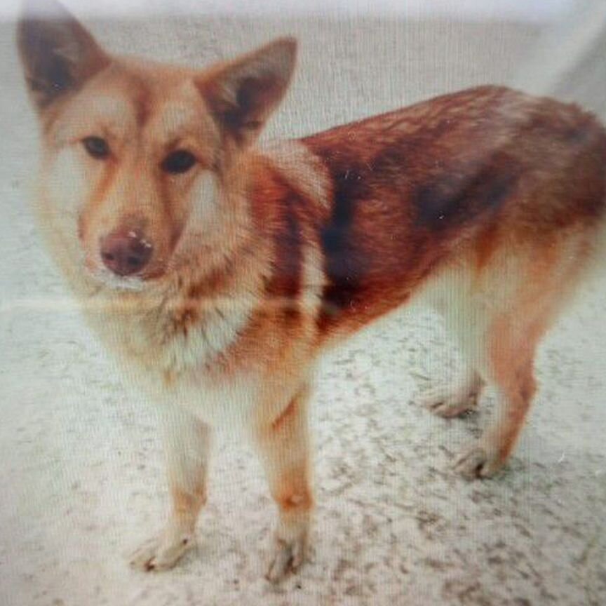 Западносибирская лайка, взрослая собака