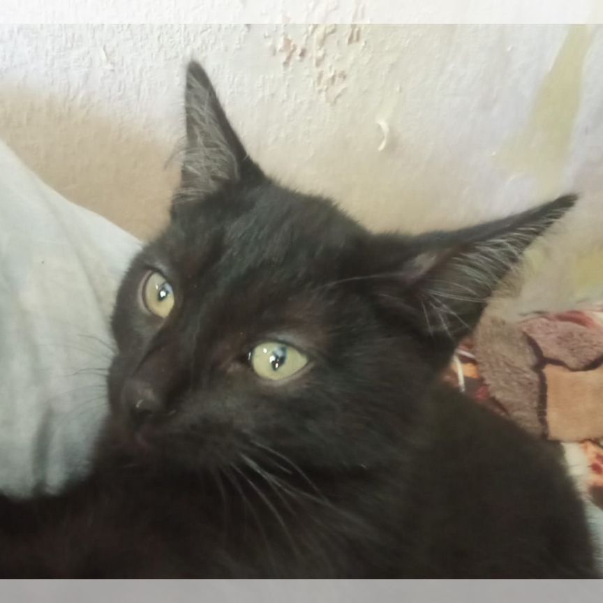 Котята отдам в добрые руки бесплатно