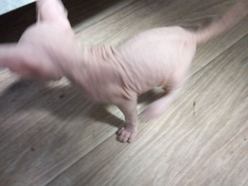 Ищу розового сфинкса на вязку