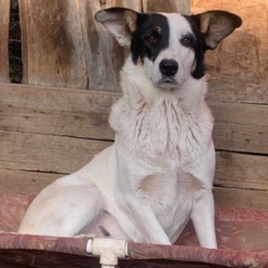 Взрослая собака в добрые руки