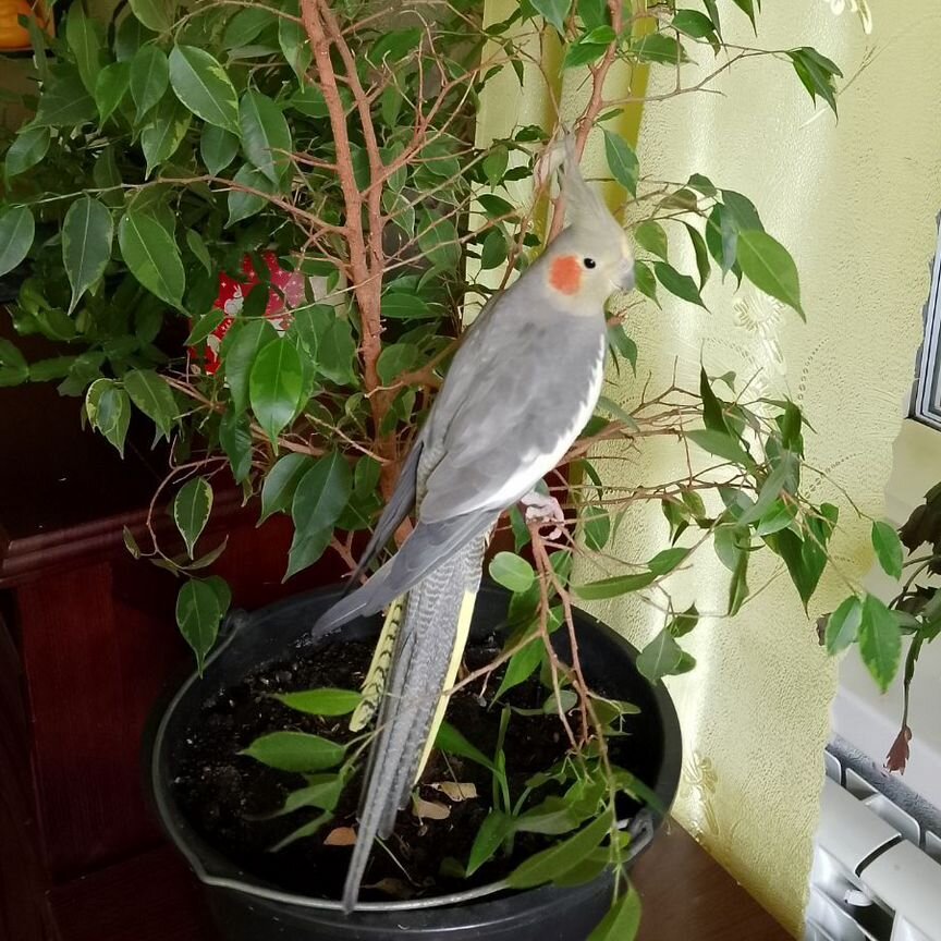 Попугай корелла с клеткой