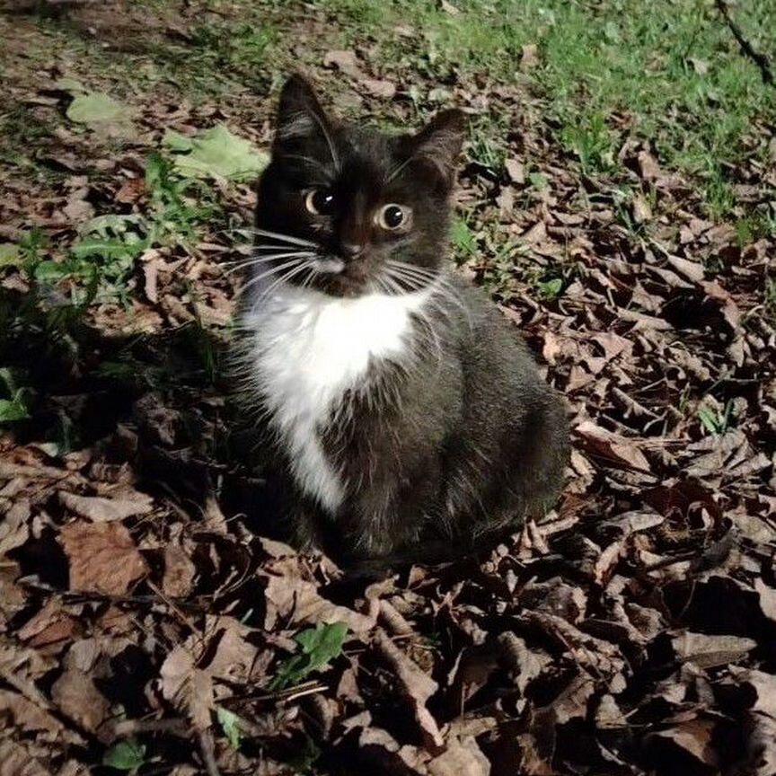 Котенок-подросток маркиз в добрые руки