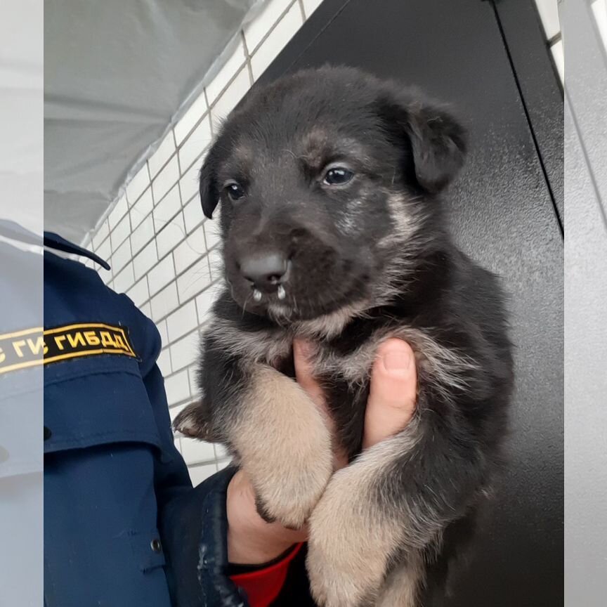 Восточноевропейская овчарка, щенок