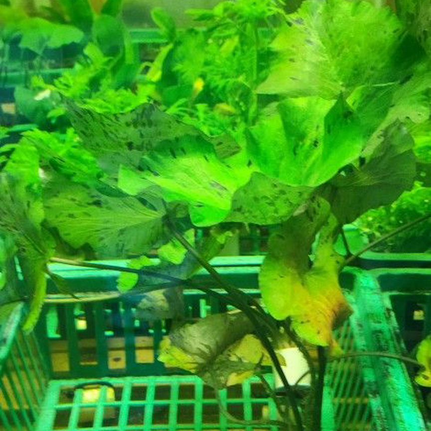 Нимфея тигровая куст