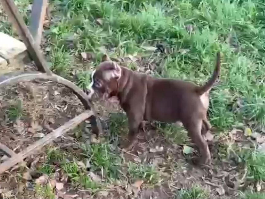 Заниженный pocket амбулли Мальчик