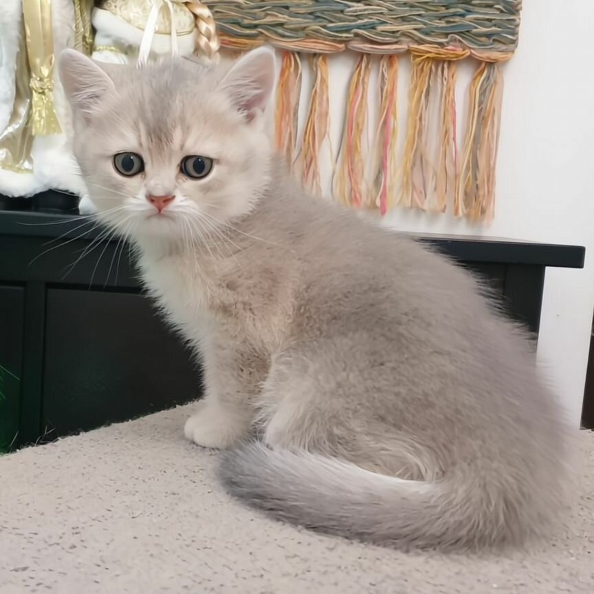 Шотландский прямоухий короткошёрстный котёнок