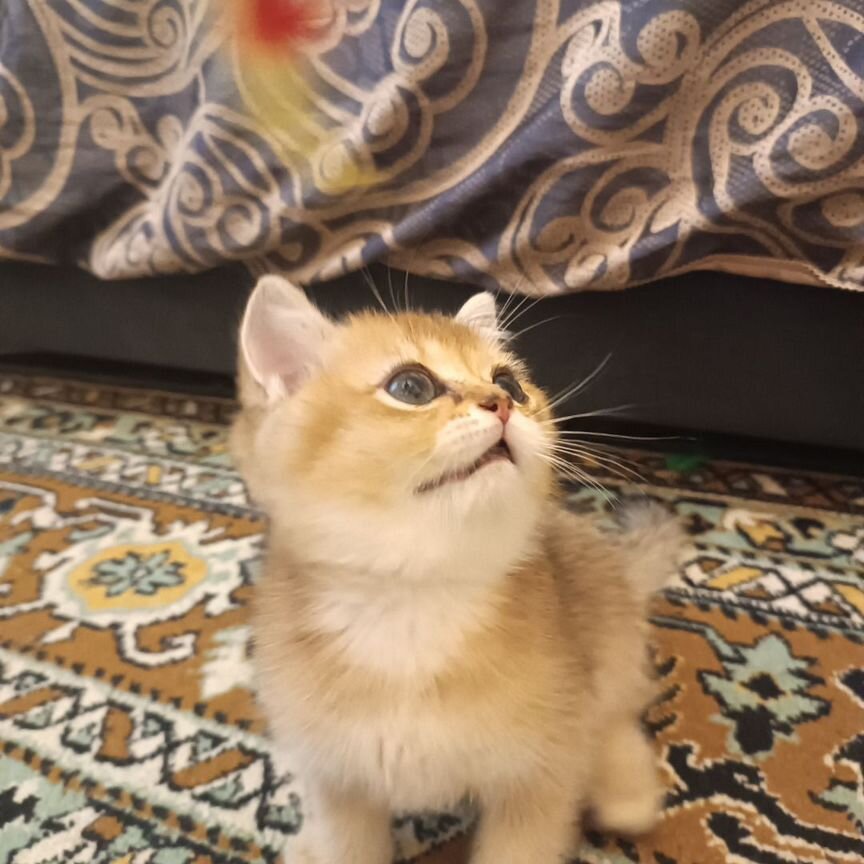 Милейший рыжик Боня