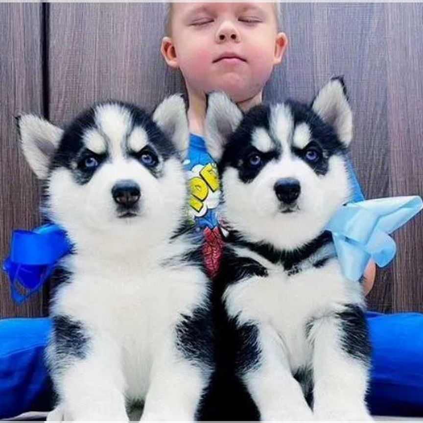 Классные щенки хаски голубоглазые, кареглазые и ра