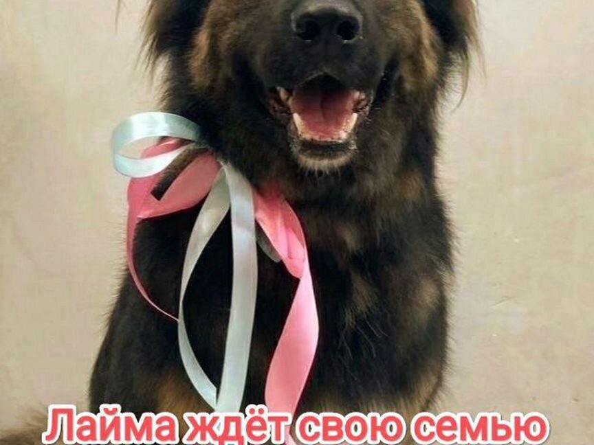 Метис овчарки ищет дом