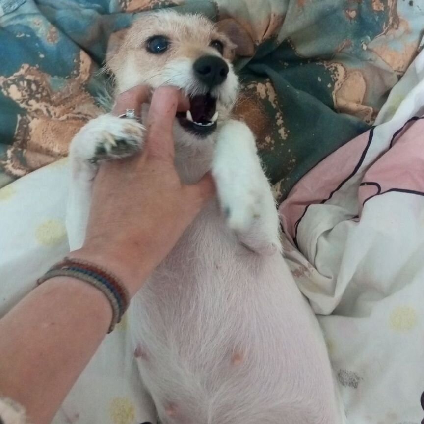 Джек-рассел-терьер, щенок