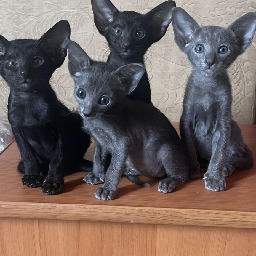 Ориентальный котёнок