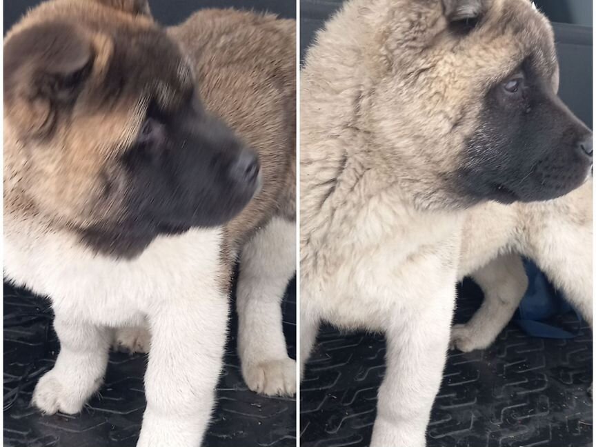 Собаки щенки