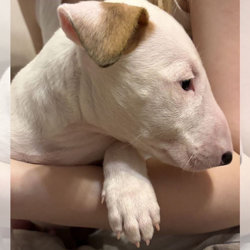 Бультерьер, щенок