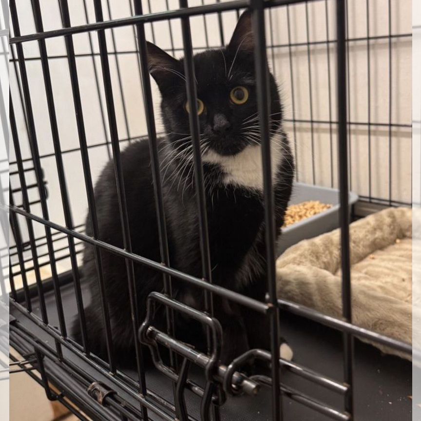 Взрослая кошка в добрые руки