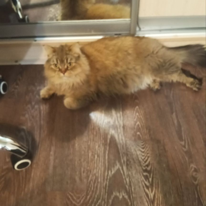 Отдам кота в добрые руки бесплатно