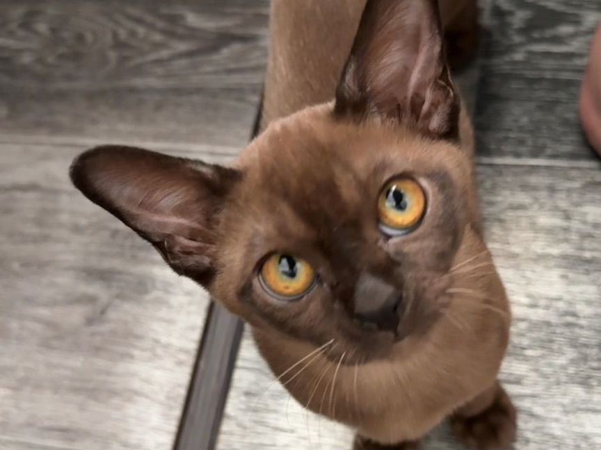 Котенок европейской бурмы