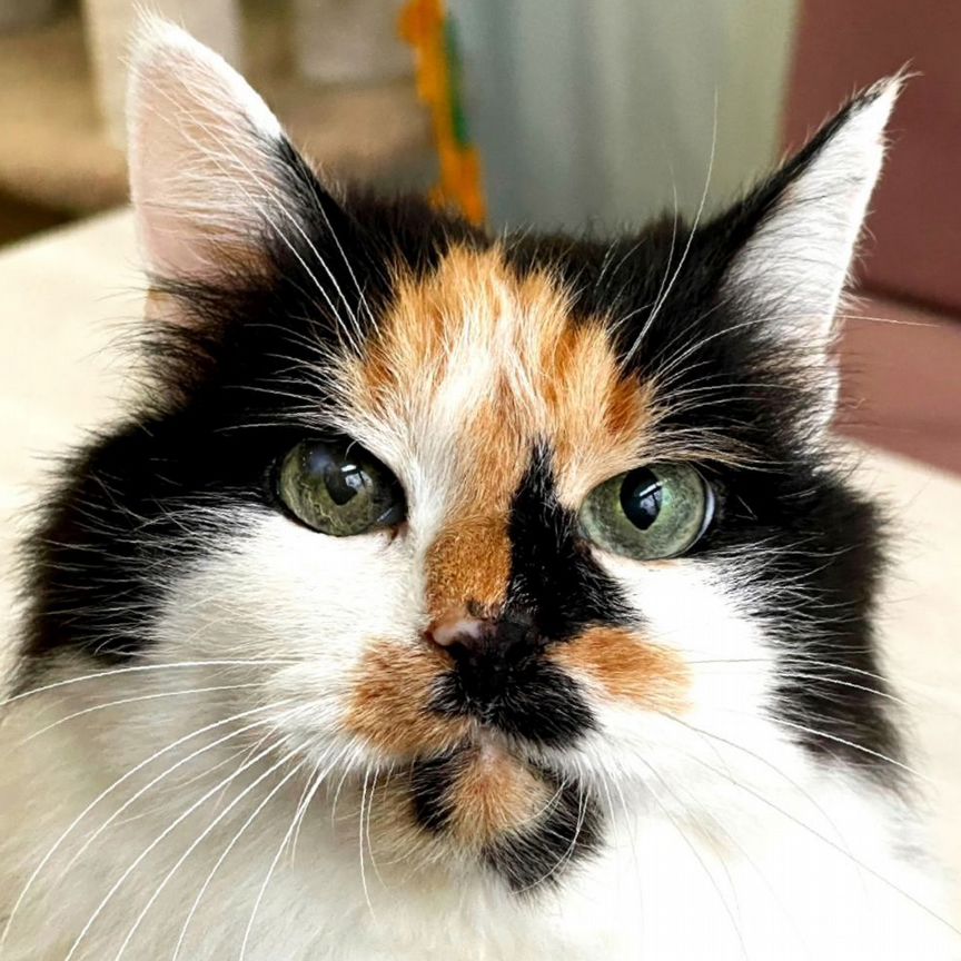 Взрослая, Девочка кошка в добрые руки