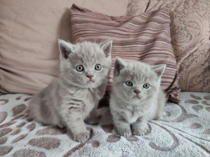 Британские котята