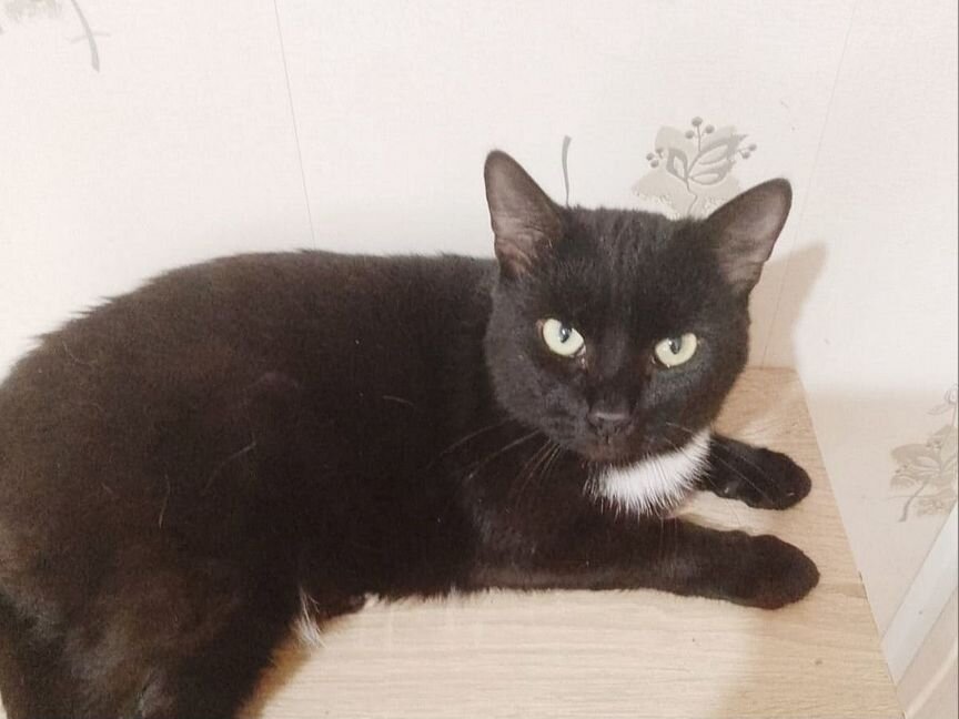 Кото-парень в поиске дома, возраст 2+