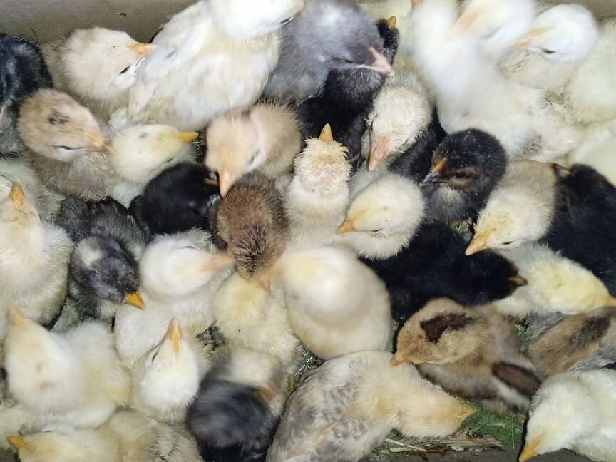 Цыплята легбар и кучинской породы