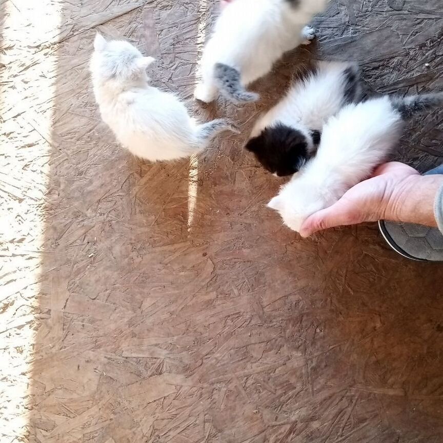 Котята в добрые руки
