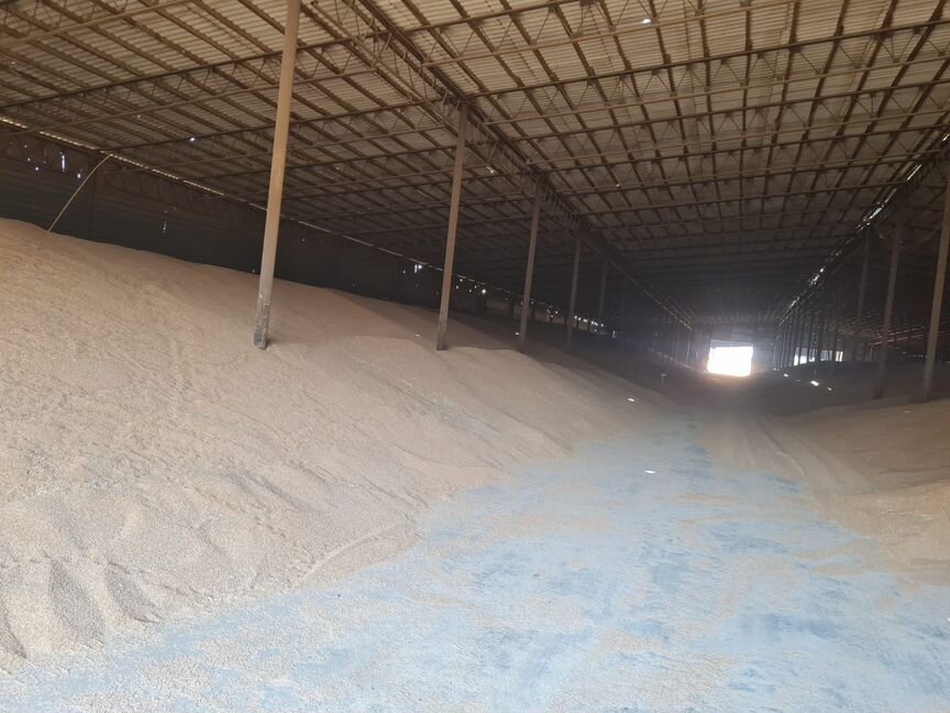 Озимая пшеница