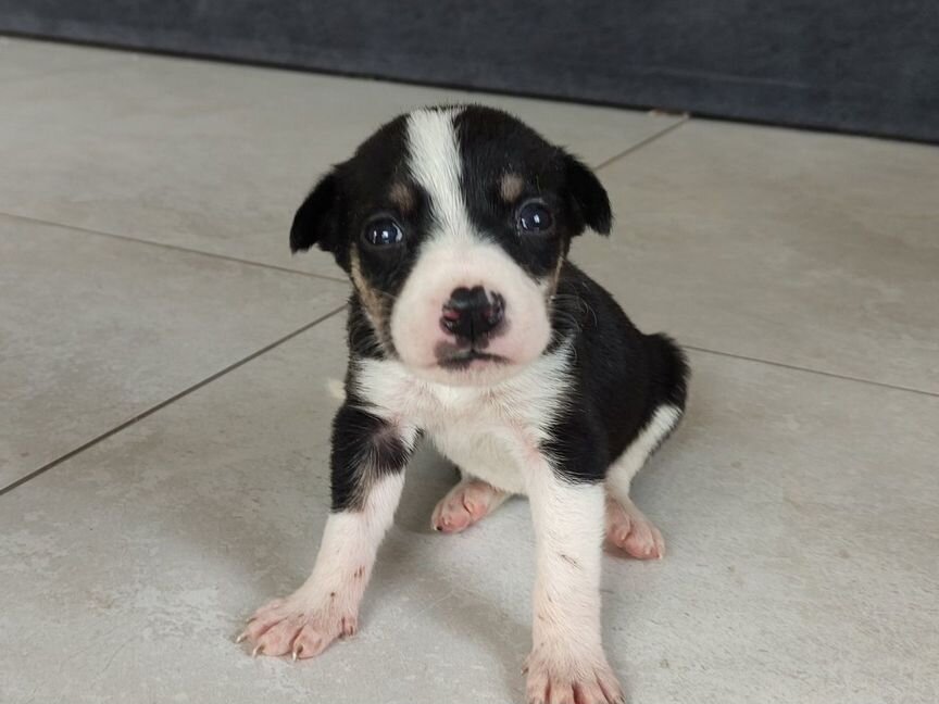 Щенки от маленькой собаки и она сама ищут дом